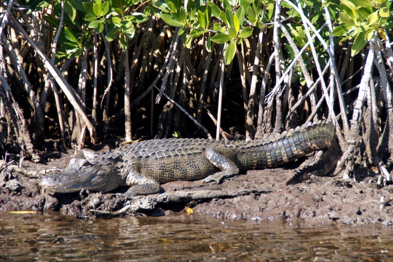 Shadow Country and Swamplandia! in Florida's Ten Thousand Islands | Off ...
